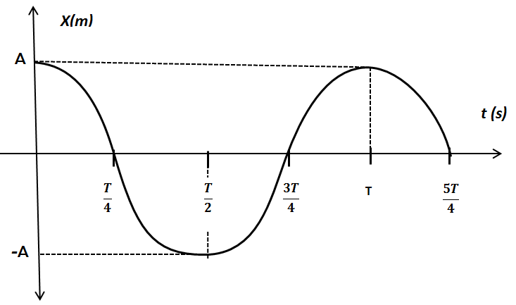 Ecuación para la elongación del movimiento armónico simple | Física